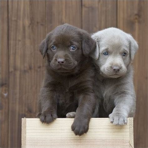 Silver Lab Newborn At Sam Mcclendon Blog