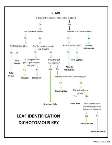 Tree Identification Matching Cards Dichotomous Key Included By Megan