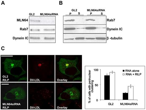 Rab7 Rilp Dynein Machinery In Mln64 Depleted Hela Cells A Cells Were