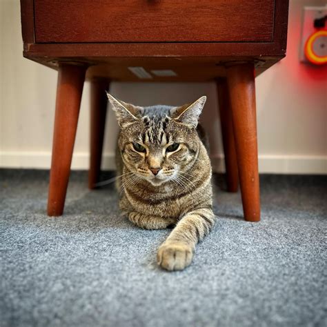 Standard Issue Female Cat In Subcompact Model For Higher Fuel