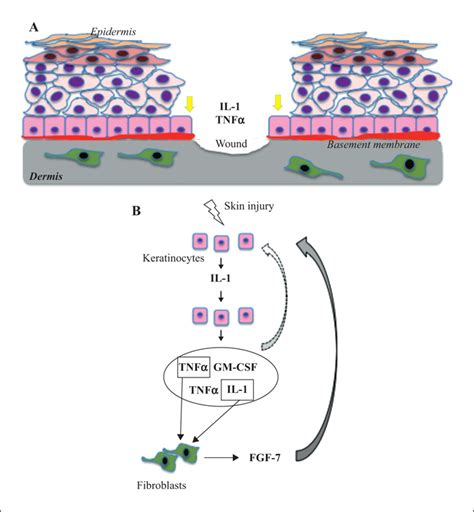 Epithelialization Skin
