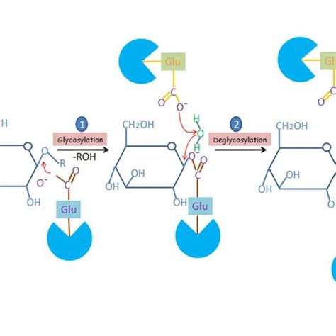 Diagrammatic Overview Of Cellulose Metabolism By Cellulase System