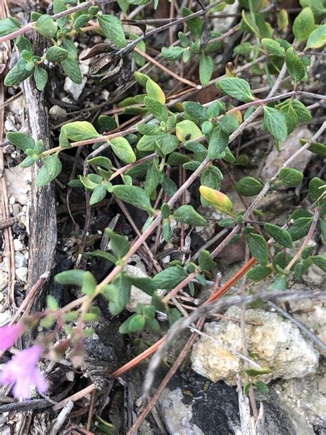 Thymus Piperella L