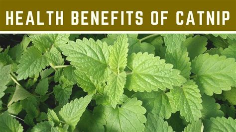 Health Benefits Of Catnip Uses Of Catnip Side Effects And Nutrition Facts Youtube