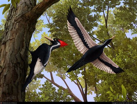 Ivory Billed Woodpecker Alchetron The Free Social Encyclopedia