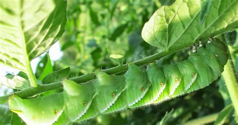 Blue Jay Barrens Hornworms