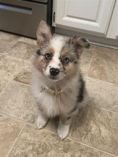 New Addition to the family!!! What should I name her??? : r/miniaussie