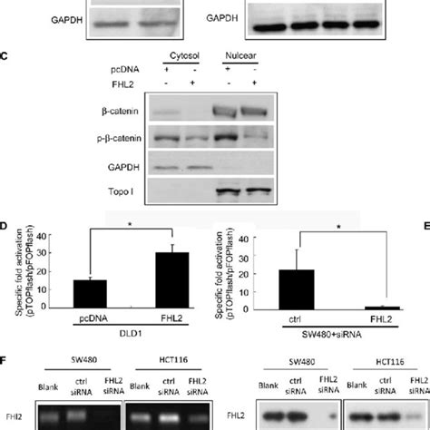 Role Of Fhl2 In Cellular Distribution And Transactivity Of B Catenin