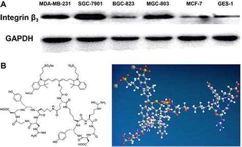 Precise Integrin Targeting Near Infrared Imaging Guided Surgical Method