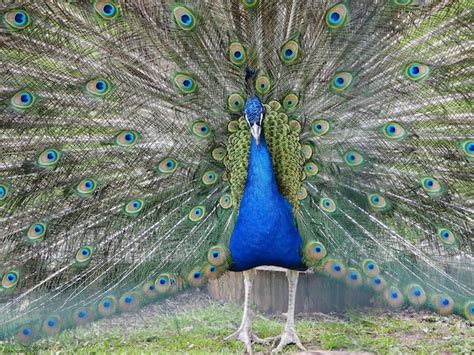 Premium Photo Close Up Of Peacock