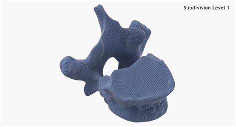 3d Thoracic Vertebrae Th1 Th12 Turbosquid 1600274