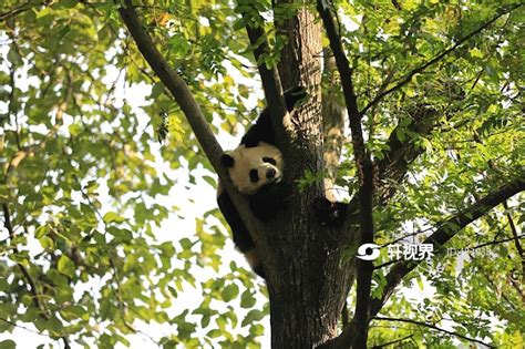 大熊猫 图片 轩视界