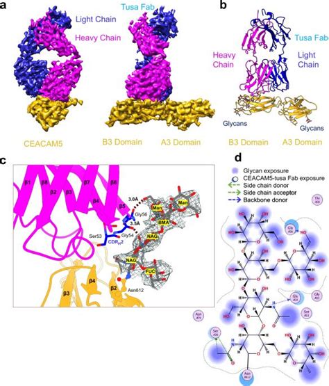 Structural Insights Into Epitope Paratope Interactions Of A Monoclonal