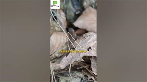 동면 둘로 들어가는 구렁이 구렁이 뱀 겨울잠 Youtube