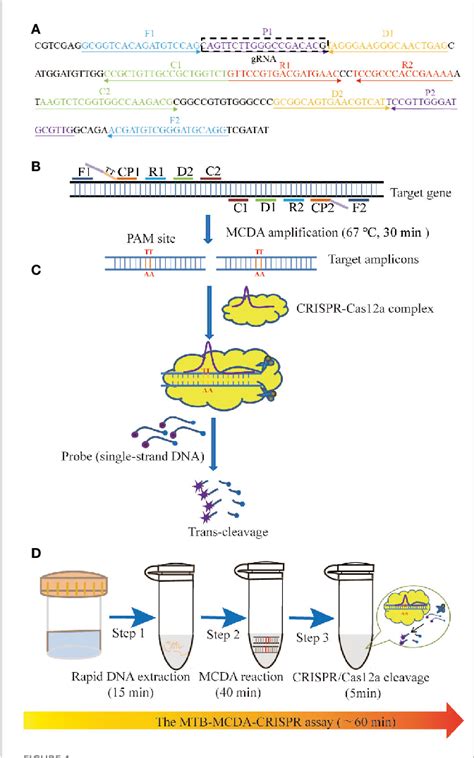 Figure 1 From A Crispr Cas12a Based Platform For Ultrasensitive Rapid
