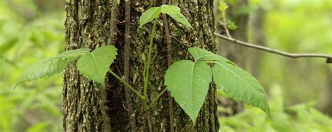 Poison Ivy Treatment Baking Soda