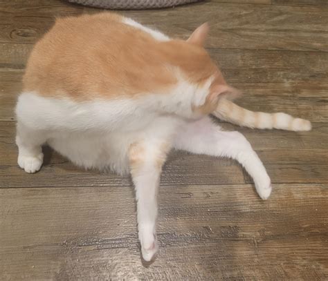 Discombobulated R Oneorangebraincell