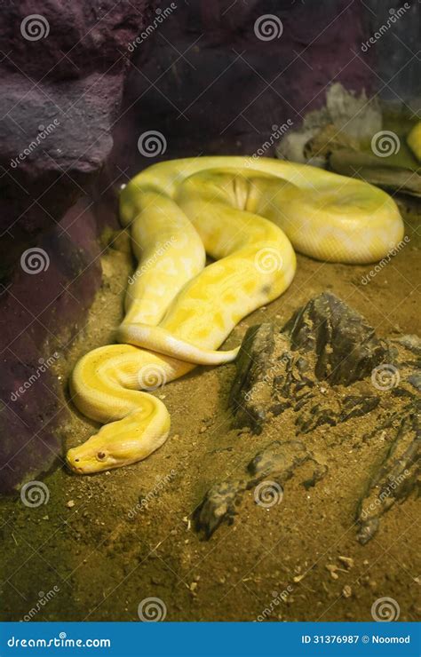 Albino Python Stock Image Image Of Poisonous Burmese 31376987
