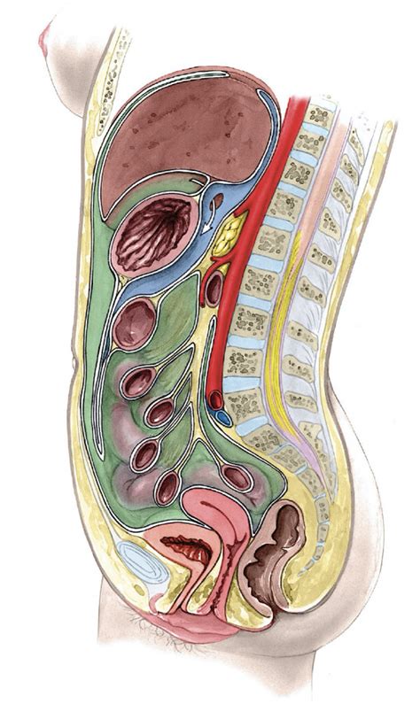 Sagittal View Of Abdomen Diagram Quizlet