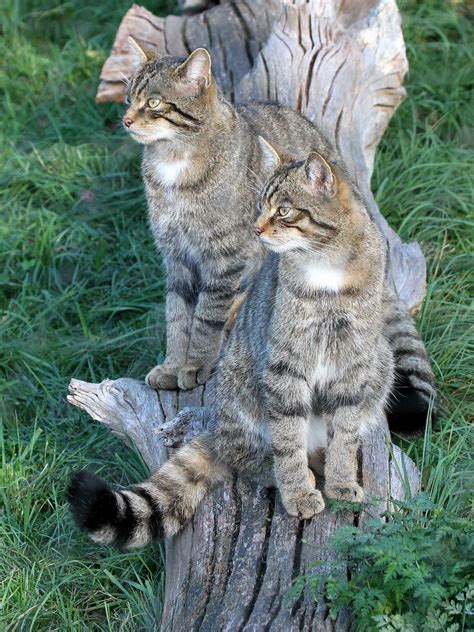 Domestic Cat Vs Wildcat