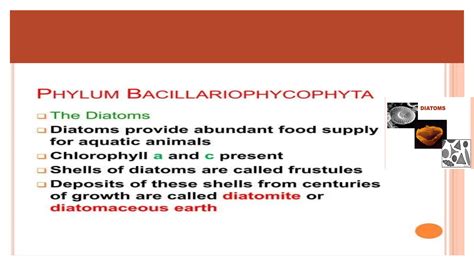 Algae Biology Taxonomy And Application Important Ppt