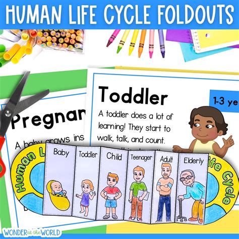 Human Life Cycle Activities