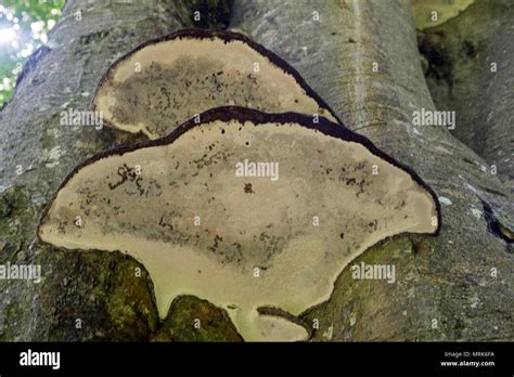 Fungi On A Tree Trunk Stock Photo Alamy