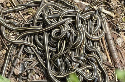 Nh Ng Lo I Ng V T C T P T C S Ex Hi M Nh T Th Gi I P Chuy N L Vi T Gi I Tr