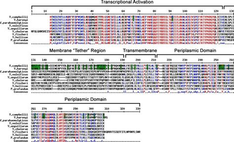multiple sequence alignment using multalin of the deduced v campbellii