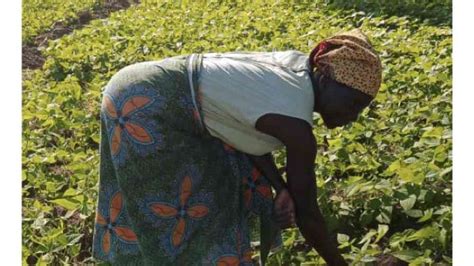 Link Building Climate Resilience By Linking Climate Adaptation And