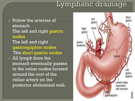 Ppt Stomach And Esophagus Powerpoint Presentation Free Download Id