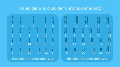 Haploid Und Diploid • Definition Chromosomensätze · Mit Video