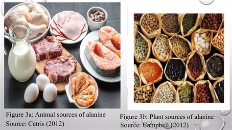8 Glucose Alanine Cycle Pptx