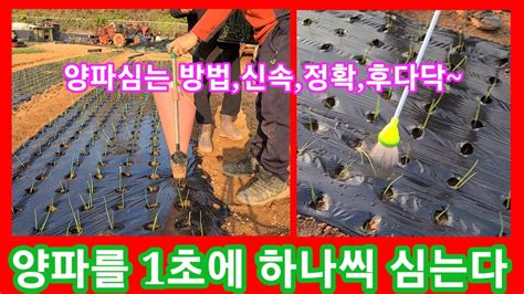 양파 1초에 하나씩 심다~양파심는 시기와방법기계깊이 Youtube