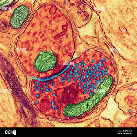 Synapse Coloured Transmission Electron Micrograph Tem Of A Synapse A Junction Between Two