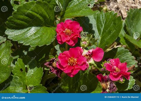 Pink Flowers Of A Fragaria X Ananassa Or Garden Strawberry Plant Stock