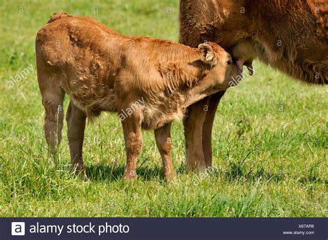 Kuh Mit Euter Stockfotos Und Bilder Kaufen Alamy