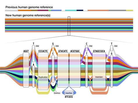 Why The Updated Map Of The Human Genome Matters Bio News