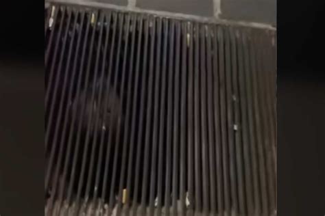 Il Video Dell Uomo Talpa Che Si Nasconde Nei Tombini Per Spiare Sotto Le Gonne Delle Donne