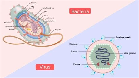 Top 22 Difference Between Bacteria And Virus Biology Notes Online