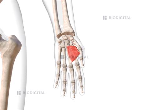 Left Adductor Pollicis Biodigital Anatomy