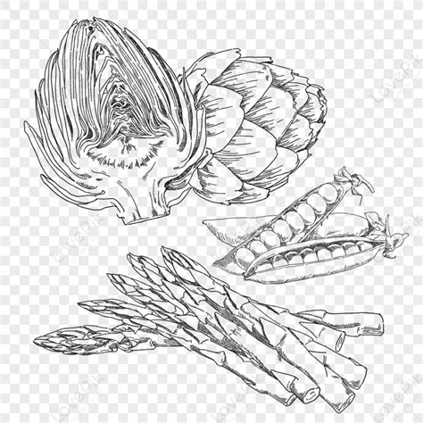 죽순 아스파라거스 야채 일러스트 서양 완두콩 메뉴 손으로 그린 요소선 그리기식물 Png 일러스트 무료 다운로드 Lovepik
