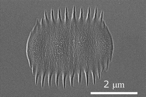 Sem Image Of A Laser Induced Morphology An Elliptical Crater That Download Scientific Diagram