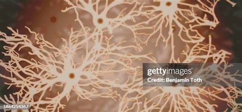 Mirror Neuron System High Res Vector Graphics Getty Images