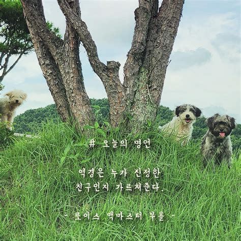 그녀의 진정한 친구는 위기가 닥쳤을 때 알 수 있다고 합니다 절친한 사이라도 서로를 믿지 못하는 각박한 세상에 필요한 교훈이 아닐까 생각해봅니다 오늘의 명언