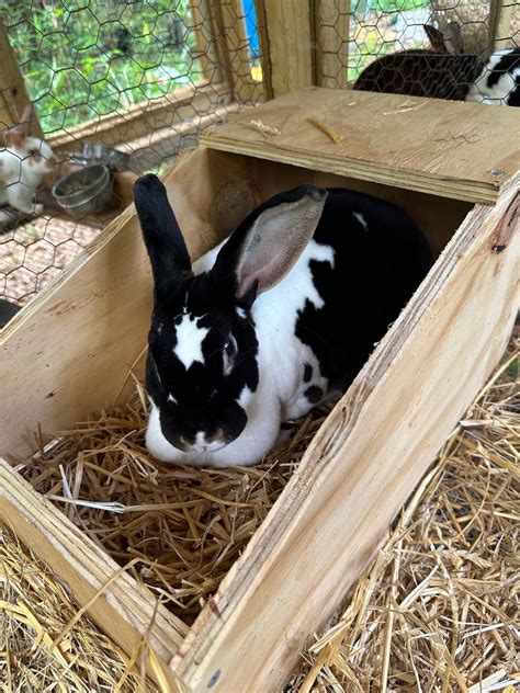 Rabbit Nesting Box Plans Etsy