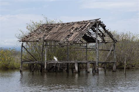 The Global Mangrove Alliance Is Fighting To Save Vital Ecosystems Food Planet Prize