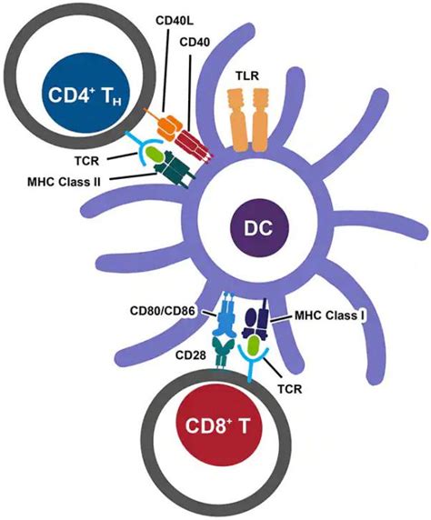 Dc细胞与免疫系统不得不说的关系 南京福麦斯生物技术有限公司
