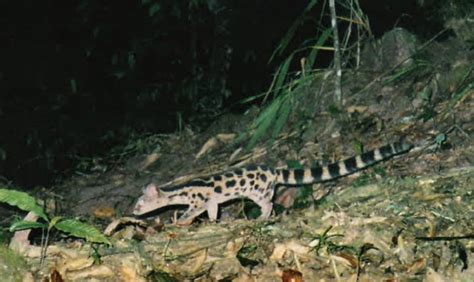 លោក នេត្រ ភក្ត្រា ៖ កំពីងដូងជាសត្វជាប្រភេទសំពោធមានរាងស្តើង សារព័ត៌មាន នគរវត្ត