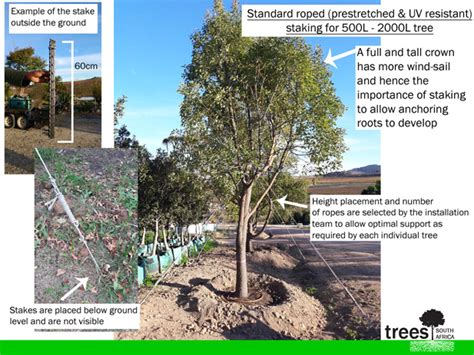 What Is Staking Trees Sa